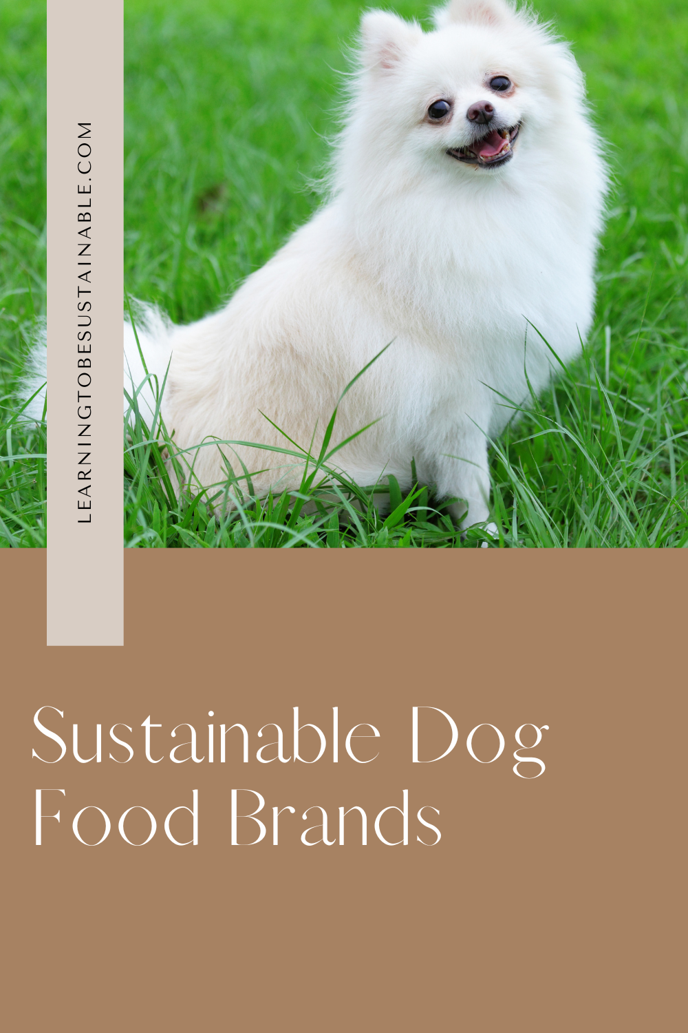 Eco-Friendly Picks: Sustainable Dog Food Brands - Learning To Be ...